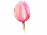 Tulip (ulitsa Kalinina No:148), çiçekçiler  Georgievsk'ten