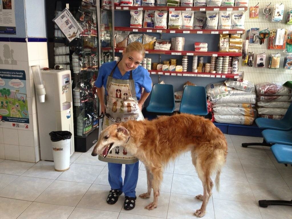 Evcil hayvan kuaförleri Clínica Veterinaria Alhaurín De La Torre, Endülüs, foto