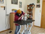 Qua La Zampa (Friuli-Venezia Giulia, Provincia di Udine, Tarcento, Via Pontebbana), petshop  Friuli‑Venezia Giulia'dan