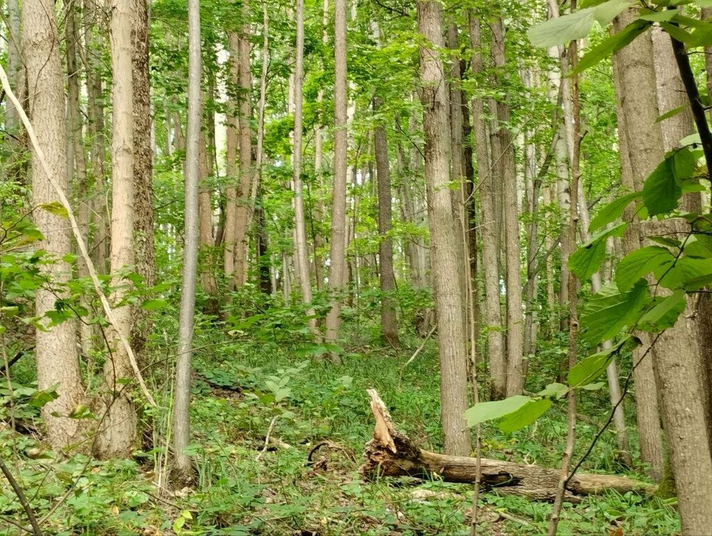 Orman лес Палатовская Дача, Belgorodskaya oblastı, foto