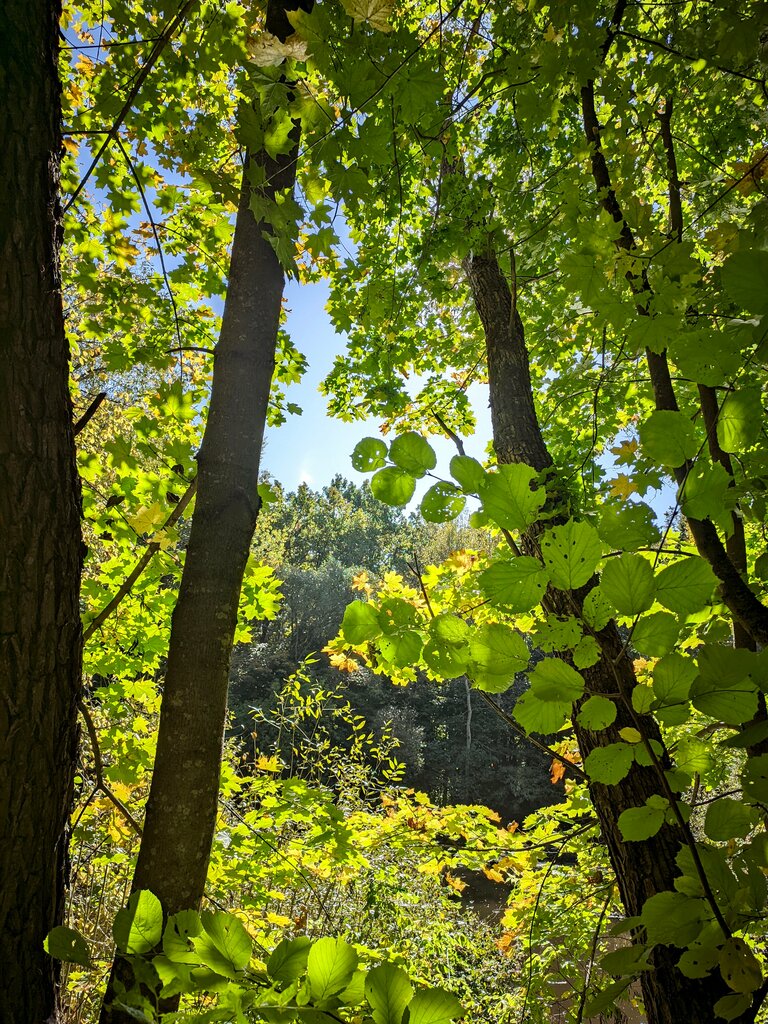 Orman Хомутов лес, Lipetskaya oblastı, foto