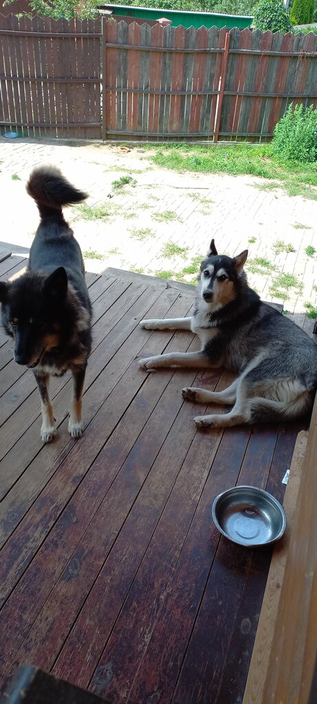 Pet otel Ласковый Зверь, Minskaya oblastı, foto