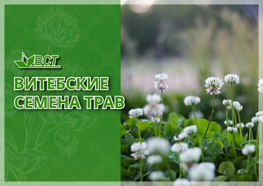 Tohum üretimi Vitebskiye Semena Trav, Vitebsk, foto