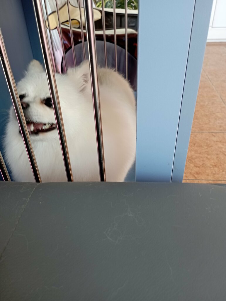 Evcil hayvan kuaförleri Domashnij Lyubimec, Almatı, foto