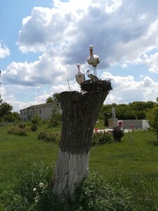 Гнездо аистов (Voronezh Region, Povorinskiy rayon, Dobrovolskoye selskoye poseleniye, posyolok Oktyabrskiy, Sadovaya ulitsa), park, sokak heykeli  Voronejskaya oblastından