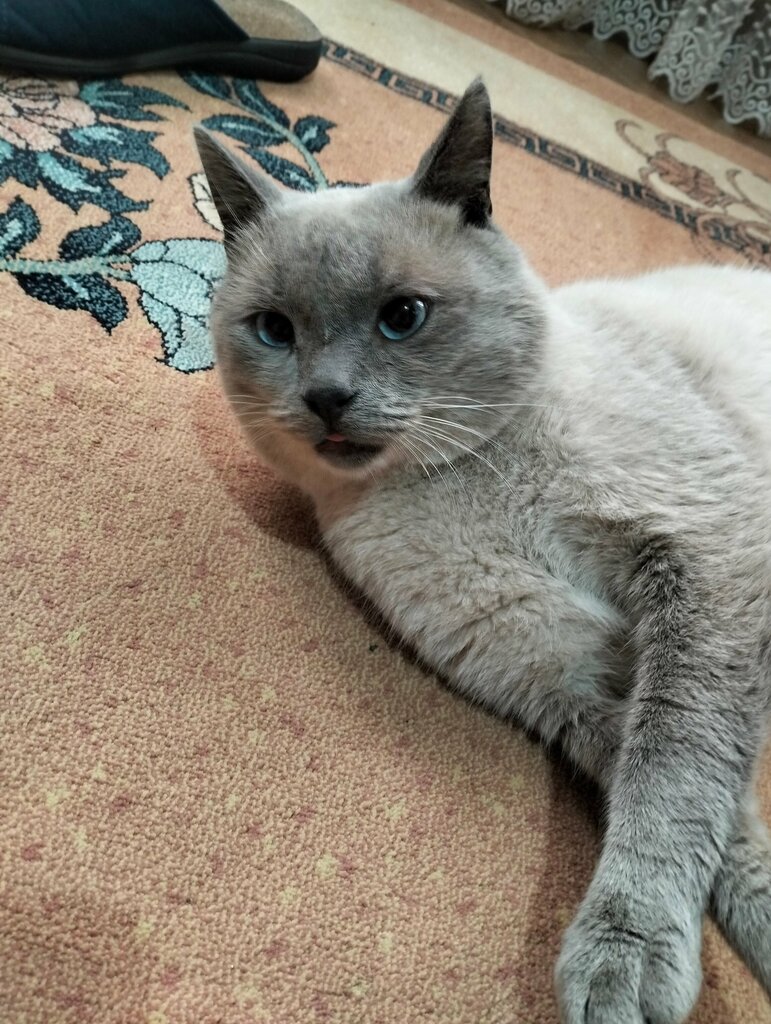 Veteriner klinikleri Kotopes, Makhachkala, foto