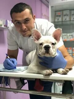 Hayvanlar için cenaze hizmetleri Scastlivcik, Krasnogorsk, foto