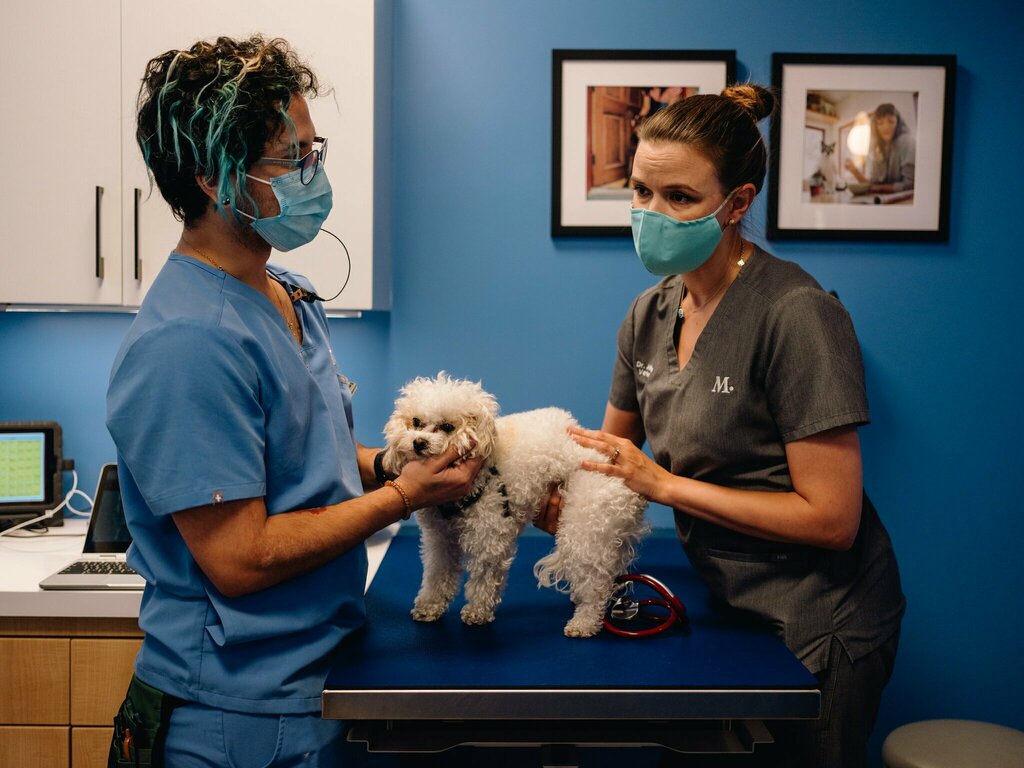 Veteriner klinikleri Pet Wellness, Dubai, foto