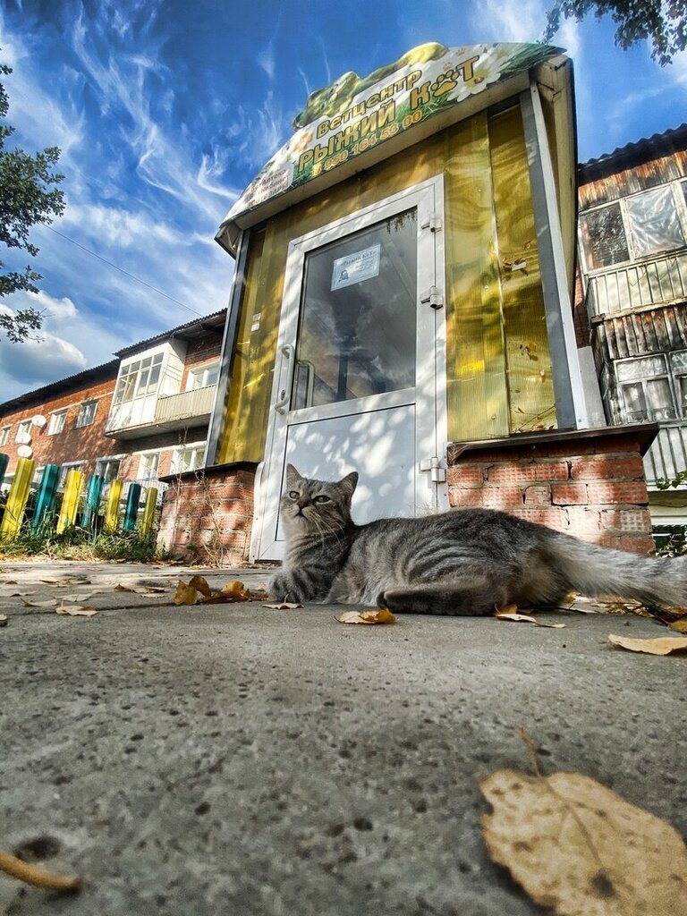 Veteriner klinikleri Ryzhiy Kot, Udmurtiya, foto
