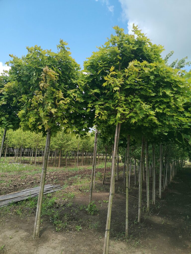 Sera ve bahçe ürünleri НПСП Дендропарк, Tulskaya oblastı, foto