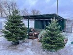 Elki. Market (ulitsa Mayakovskogo No:4Б), çam ağacı pazarı  Lobnia'dan