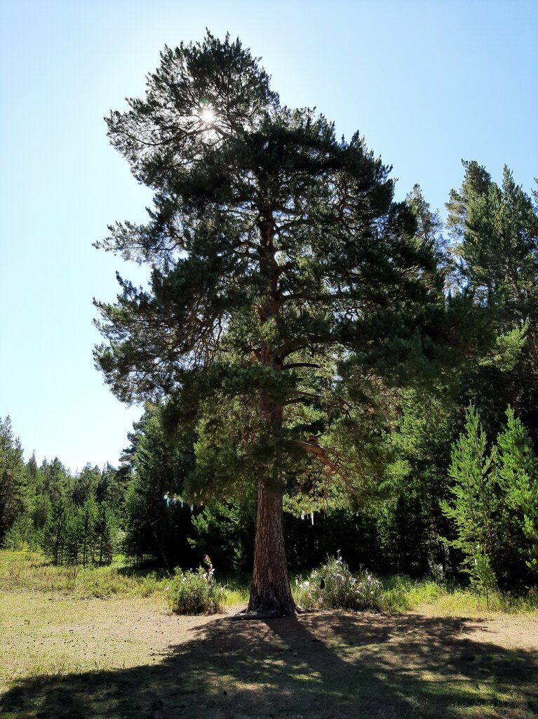 Doğa Lone Pine, Karağandı eyaleti, foto