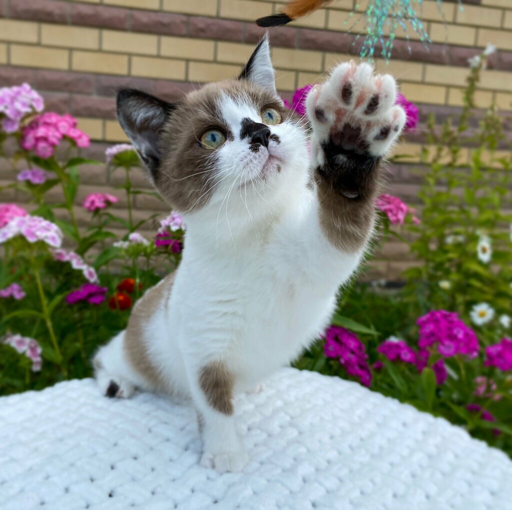 Evcil hayvan yetiştiricileri Cherny Tal, Nijegorodskaya oblastı, foto