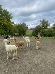 Hayvanat bahçeleri Alpaca Farm, Şamahı Rayonu, foto