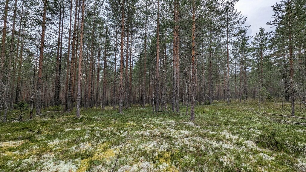 Dağ zirvesi Гора Вялиселькя 126 метров, Karelya, foto