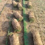 Green Pastures Landscape & Gardening LLC (Burj Al Jabri Building, Al Nahda First, Deira, Dubai), peyzaj tasarımı  Dubai'den