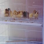 Rathab Aquatic & Pet Products (129, Al Khawaneej Street, Mushraif, Dubai), evcil hayvan yetiştiricileri  Dubai'den