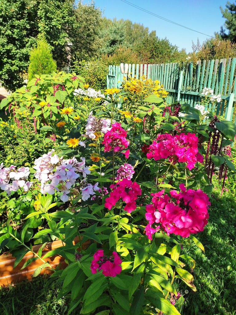 Bahçecilik dernekleri ve kuruluşları Берёзки, Yaroslavskaya oblastı, foto