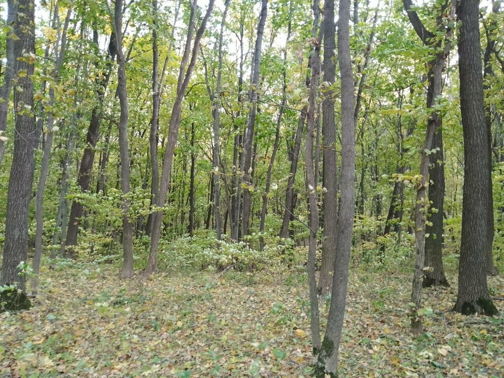 Orman Урочище Малые Журавли, Gubkin, foto