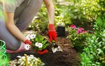 Easy Garden (Distrital San Juan de Lurigancho, Zarate), sera ve bahçe ürünleri  Lima'dan