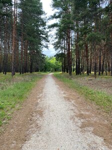 Urban forest (Voronezh Region, Novovoronezh, mikrorayon Severny), parklar ve ormanlar  Novovoronej'den