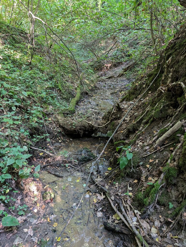 Pınar, çay Spring, stream, Moskova ve Moskovskaya oblastı, foto