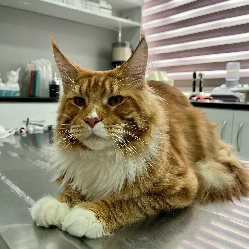 Veteriner klinikleri Vetus Veteriner Kliniği, İstanbul, foto