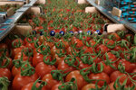 Pomona Export (Antalya, Kepez, Altınova Orta Mah., Uğur Sok., 21), gıda üreticileri  Antalya'dan