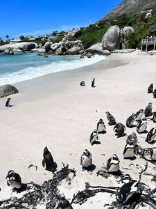 Boulders Beach (Western Cape Province, Cape Town, Simon's Town), plaj  Capetown'dan