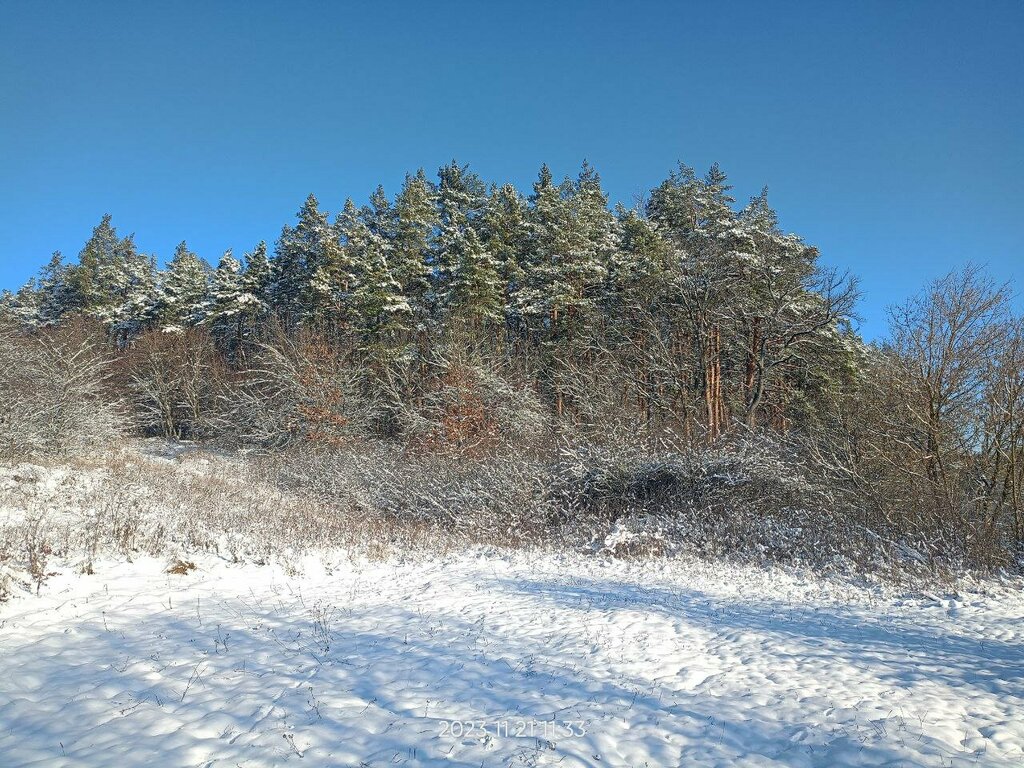 Orman урочище Становое, Belgorodskaya oblastı, foto