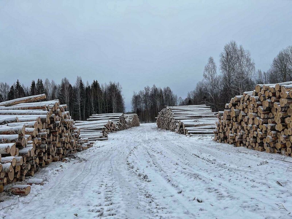 Ahşap endüstrisi Russia Forest, Çernuşka, foto