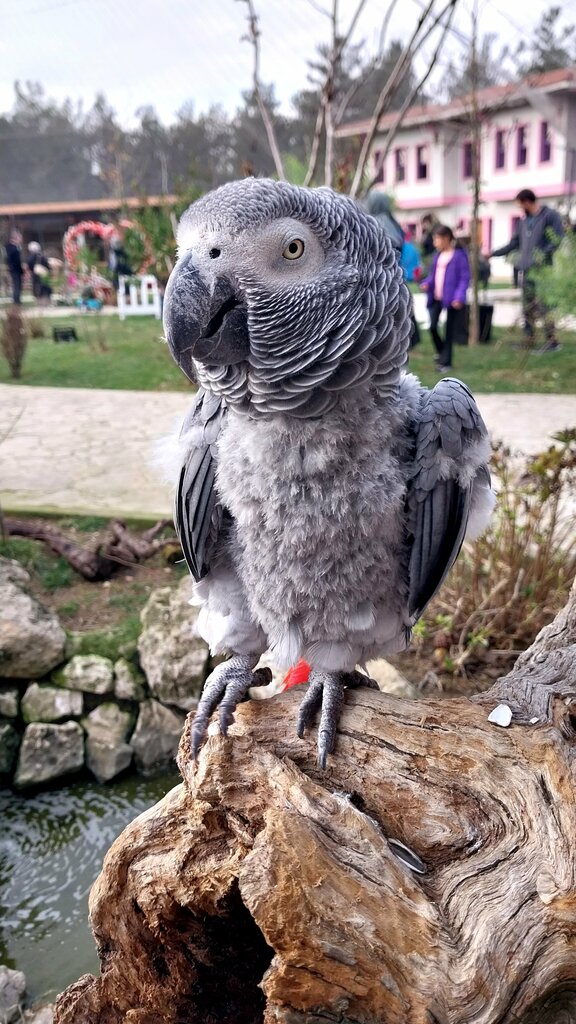 Doğa koruma alanı Kanuni Kent Ormanı, İstanbul, foto