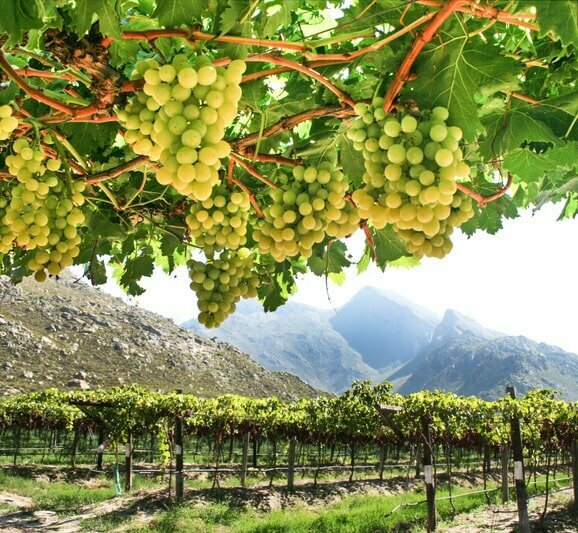 Toptan sebze ve meyve satışı Global Fresh International, Dubai, foto