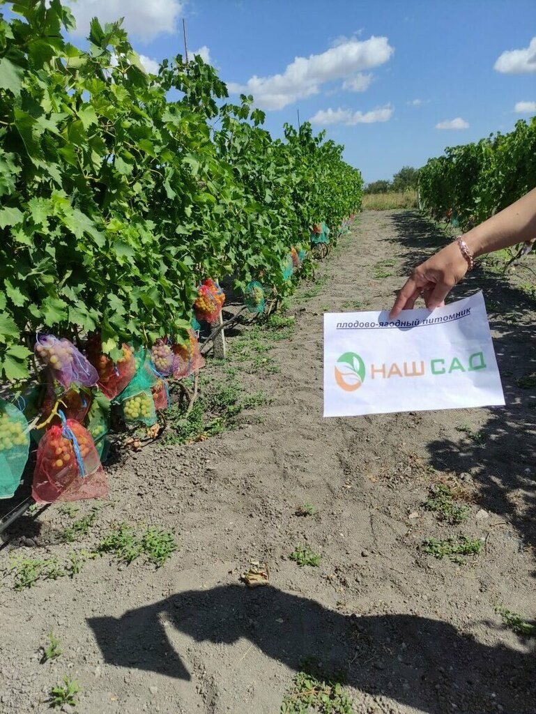 Fidan yetiştiriciliği Наш сад, Kırım Cumhuriyeti, foto