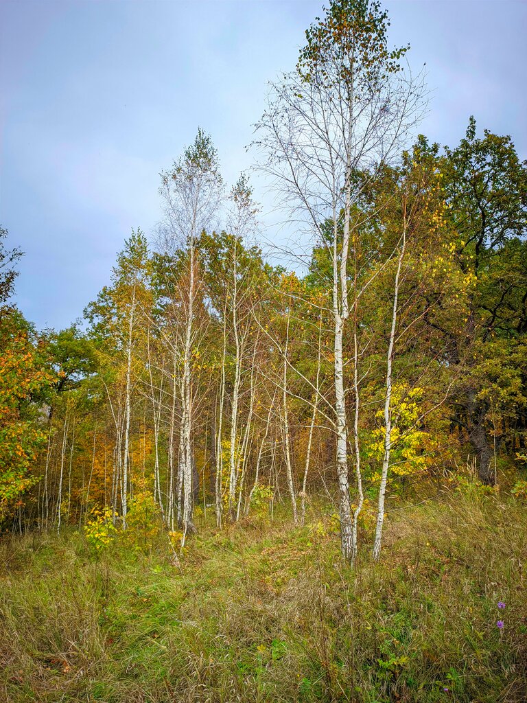 Orman Бахтин лес, Lipetskaya oblastı, foto