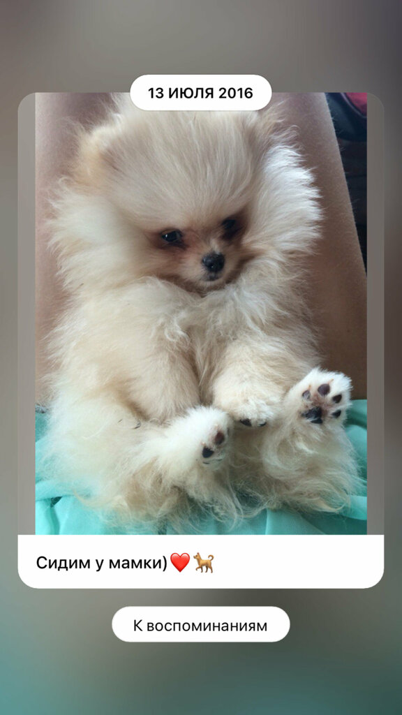 Pet otel Уютный дом, Krasnogorsk, foto