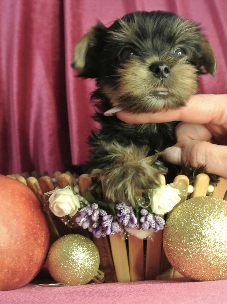 Evcil hayvan yetiştiricileri Питомник йоркширских терьеров, Vologda, foto