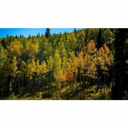 Orman Batratsky Forest, Mordovya, foto