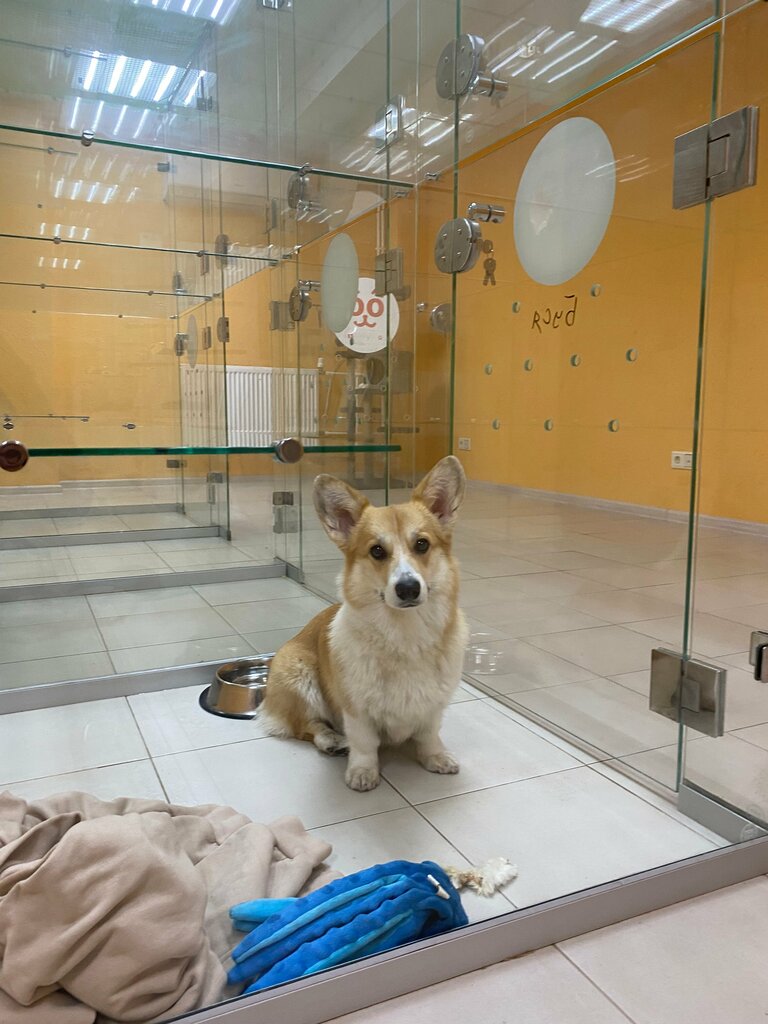 Pet otel Purrfect, Volgograd, foto