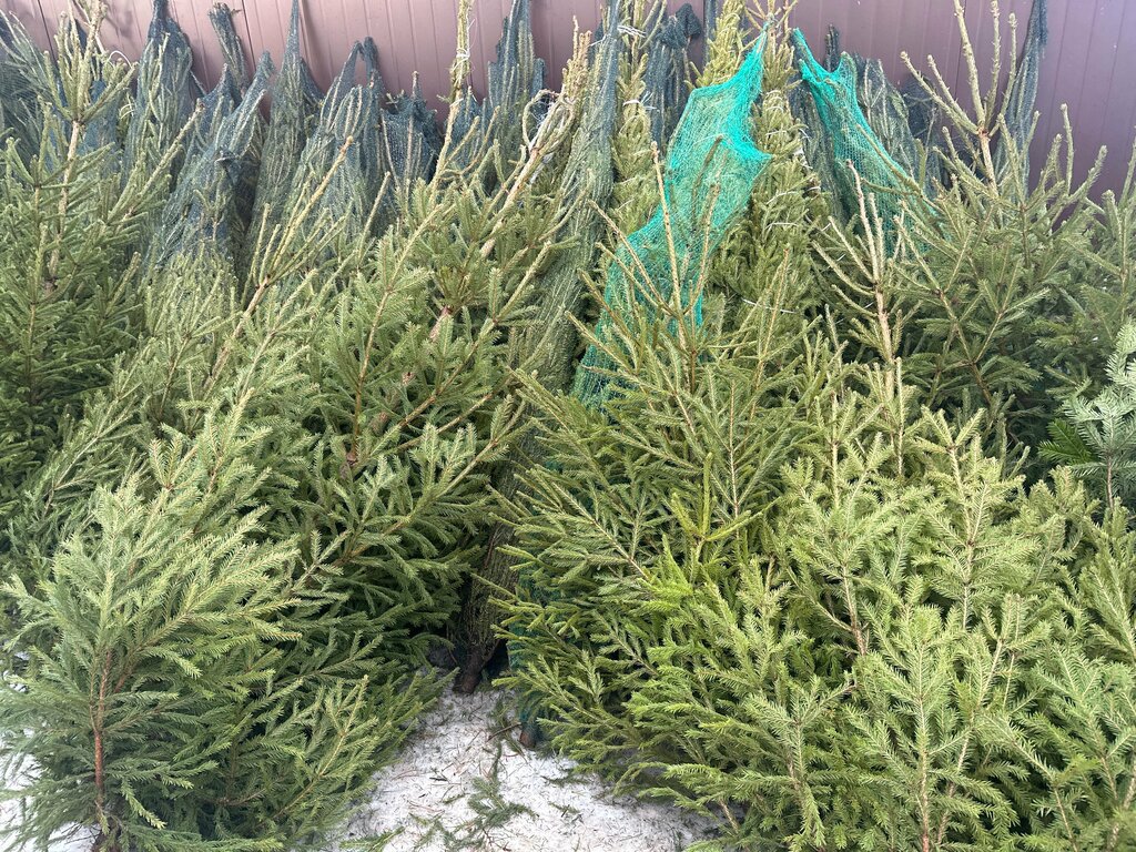 Çam ağacı pazarı Ёлочный базар, Moskova, foto