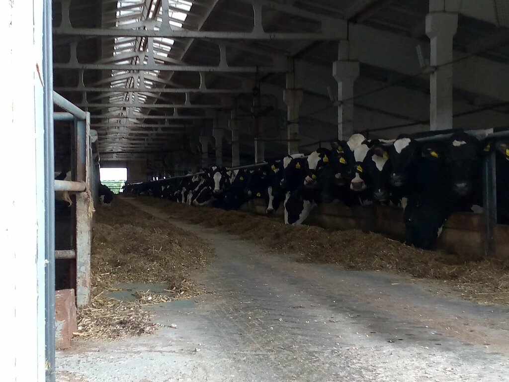 Tarım firmaları ООО СХП Устюгмолоко, отделение Двина, Vologodskaya oblastı, foto