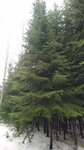 Филиал государственного автономного учреждения Московской области Центрлесхоз (Moscow Region, Sergiyevo-Posadskiy Urban District, Settlement of Leskhoza), orman işleri, orman koruma  Moskova ve Moskovskaya oblastından