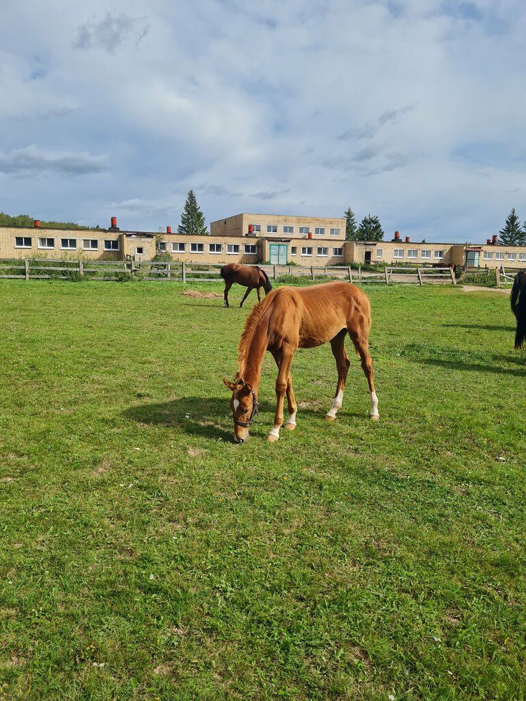 At ve binicilik kulüpleri Aleksinsky Stud Farm, Smolenskaya oblastı, foto