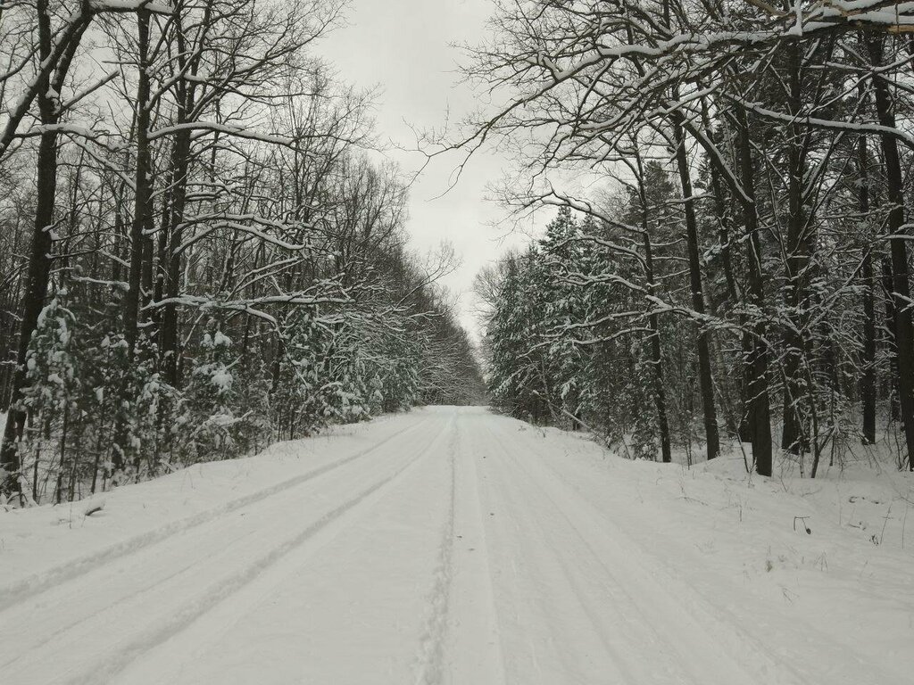 Orman урочище Обуховская Дача, Belgorodskaya oblastı, foto