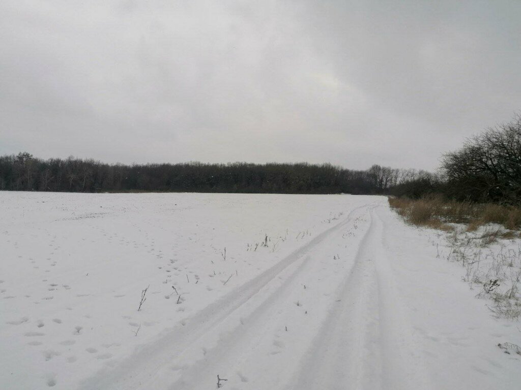 Orman Государственный природный заказник Зеленые насаждения, Belgorodskaya oblastı, foto