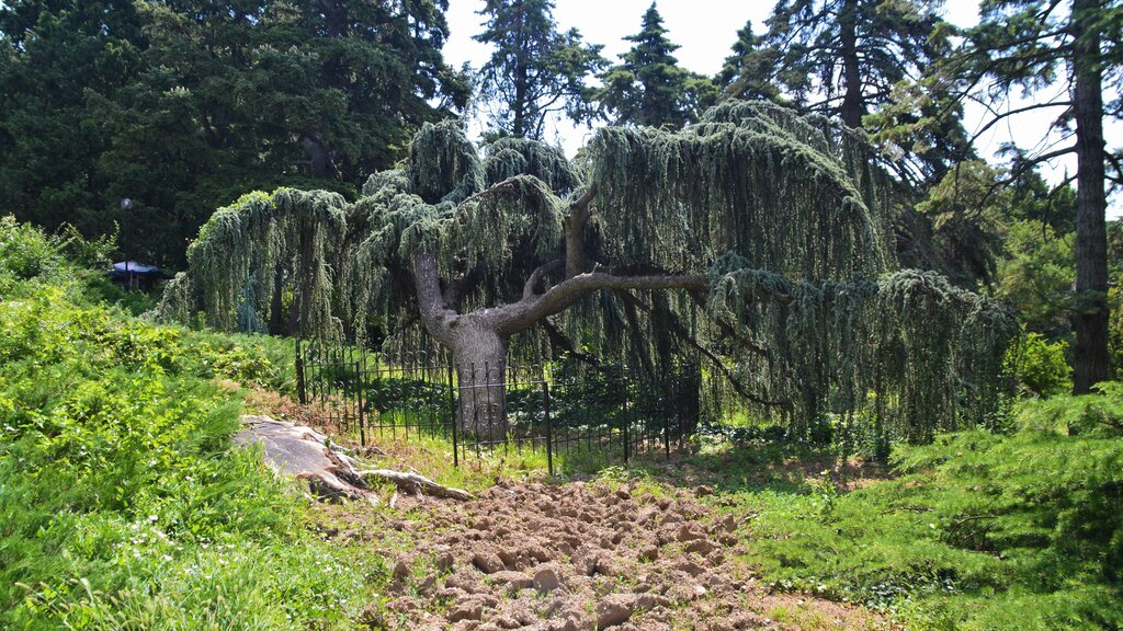 Doğa Кедр атласский сизый плакучий, Kırım Cumhuriyeti, foto