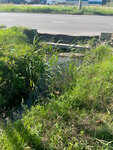 Spring, stream (Minsk, Sialickaga Street), pınar, çay  Minskaya oblastından