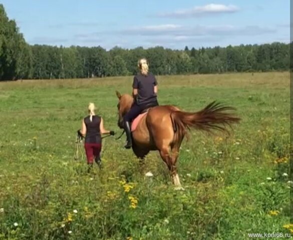 At ve binicilik kulüpleri Ковчег, Sverdlovskaya oblastı, foto