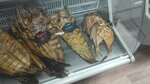 Fish from Aunt Lyuba (No:4, Saryshaǵan kenti), balık ve deniz ürünleri  Karağandı eyaletinden