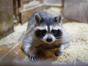 Elafion (Ilikovskiy Avenue No:1А), hayvanat bahçeleri  Lomonosov'dan